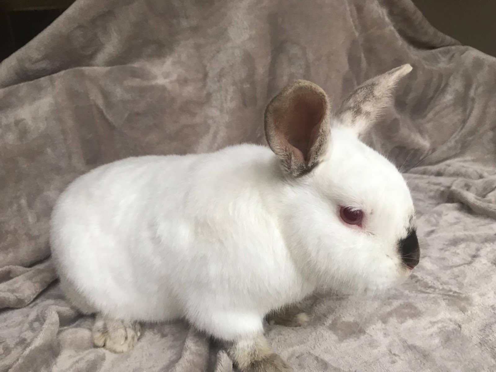 Rabbit Rescue Sanctuary: HIMALAYAN BOY RABBIT FOR ADOPTION