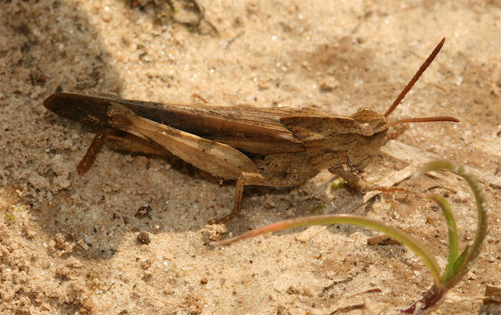 Sweating the Small Stuff: The high mathematics of grasshopper ...