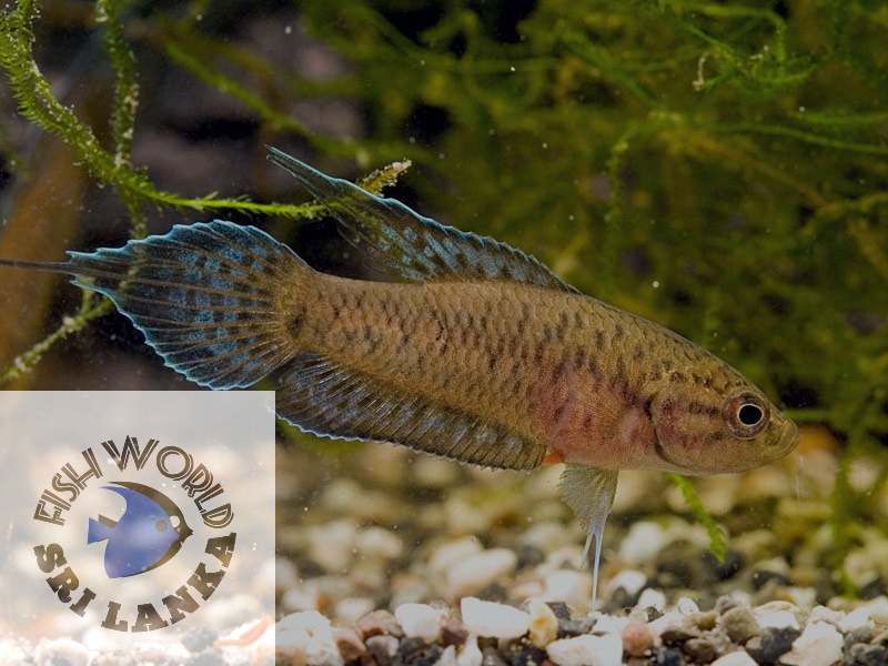 Fish World SRI LANKA: මල් පුළුට්ටා