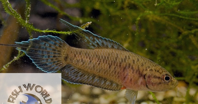 Fish World SRI LANKA: මල් පුළුට්ටා