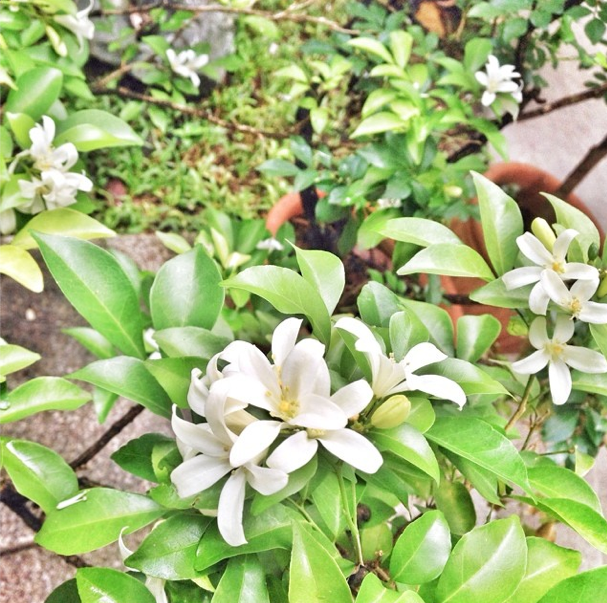 Forty Weeks: Crafts/DIY: Orange Jasmine a.k.a. Kamuning Paper Flowers