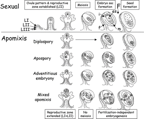 Poliembrioni, Apomiksis & Embriologi Terapan - Wawan Listyawan