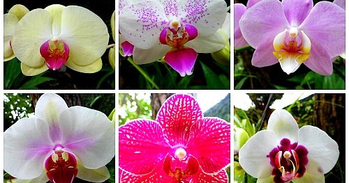The history of Orchids