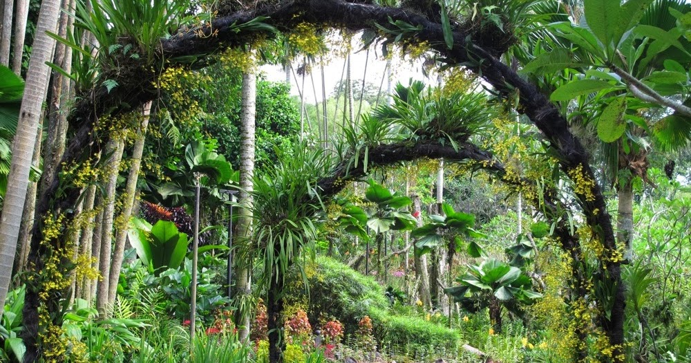 26+ Populer Desain Taman Bunga Anggrek