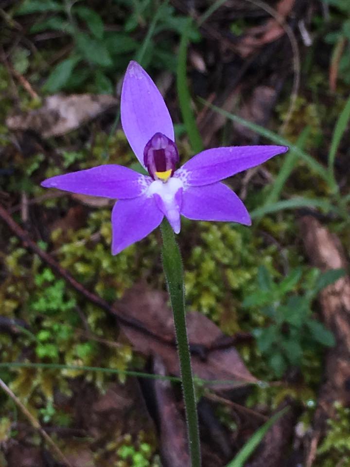 walkabouters club of victoria inc: St Andrews to Smiths Gully, Sunday ...