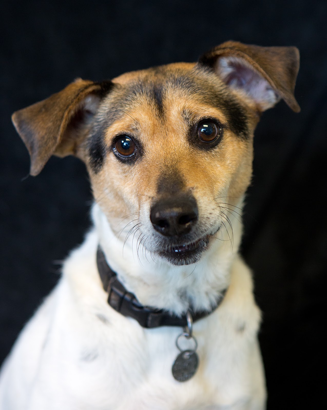 Shelter Dogs of Portland: "REGGIE" delightful tall Jack Russell Terrier mix