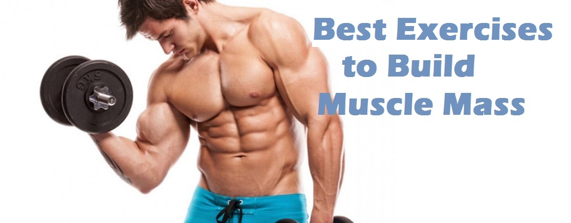 Muscle Palace: exercises to build muscle