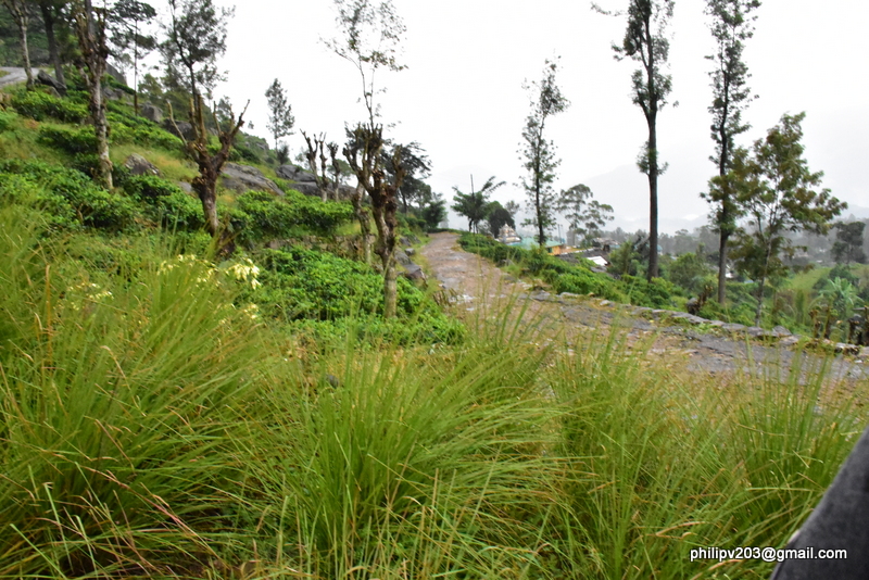 philipveerasingam: Sights on a tea estate, Walapane, Sri Lanka.