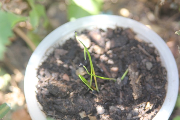 Mudflower: How to Grow Muscari Grape Hyacinth from Seeds