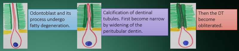 Dentin- Microscopic Structure, Properties, Types and Functions