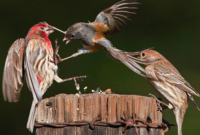 top 10 pictures for fighting between animals - the best