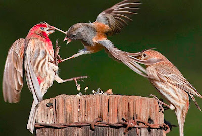 top 10 pictures for fighting between animals - the best
