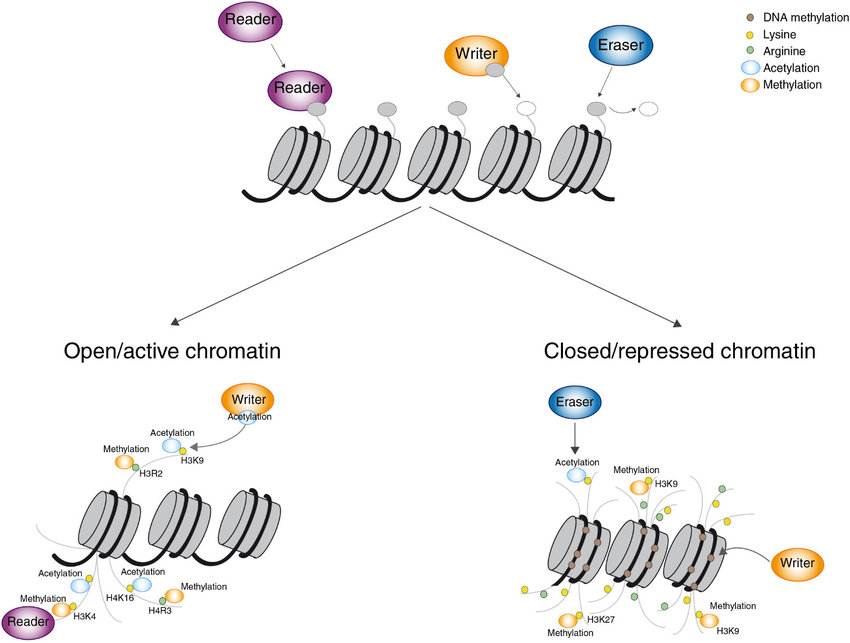 Epigenética: las histonas y sus cambios