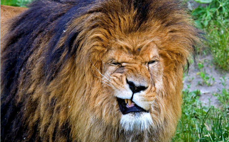 Wiki World: Winking Lion