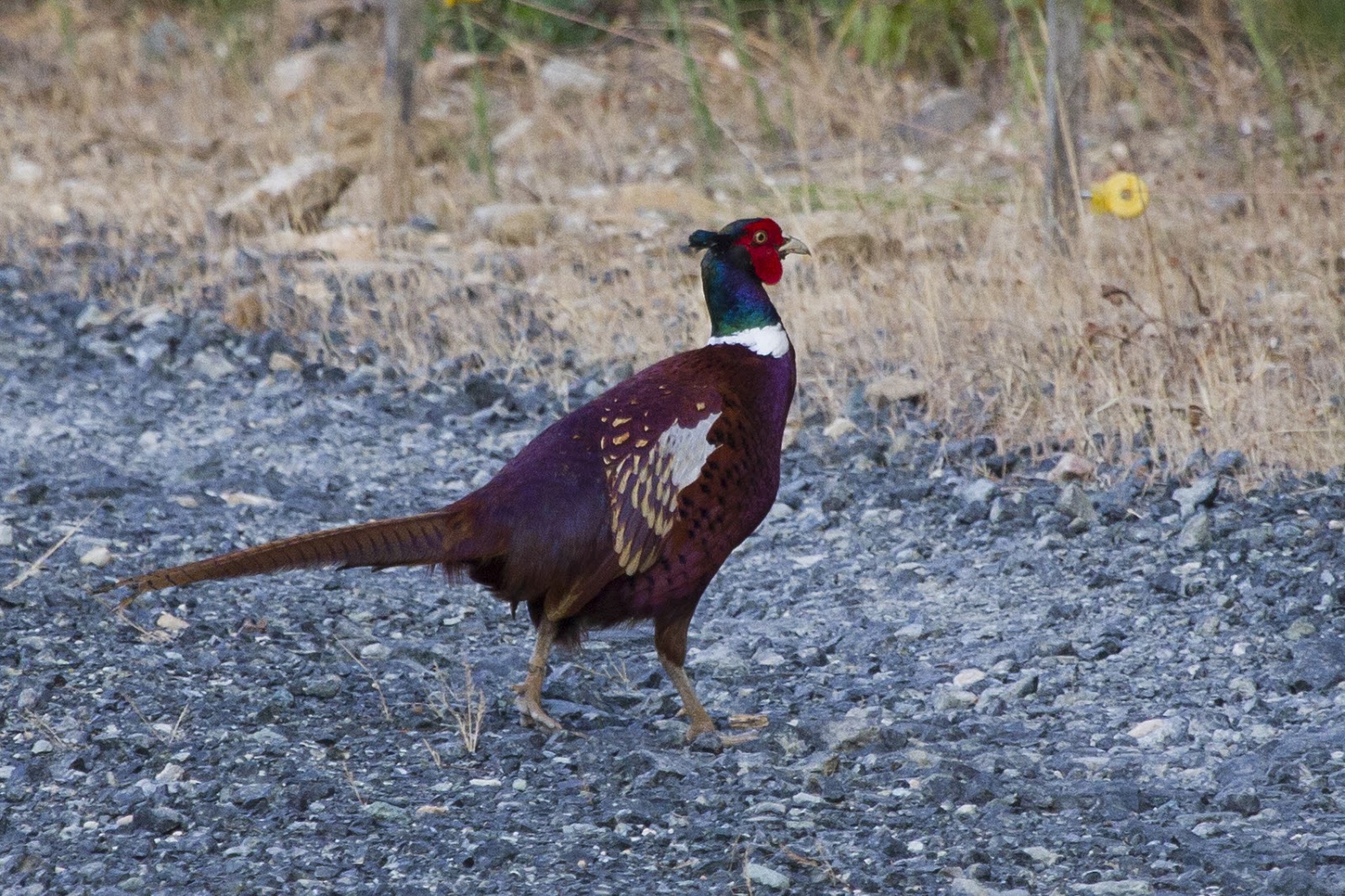 Foto naturalistiche: Fagiano maschio