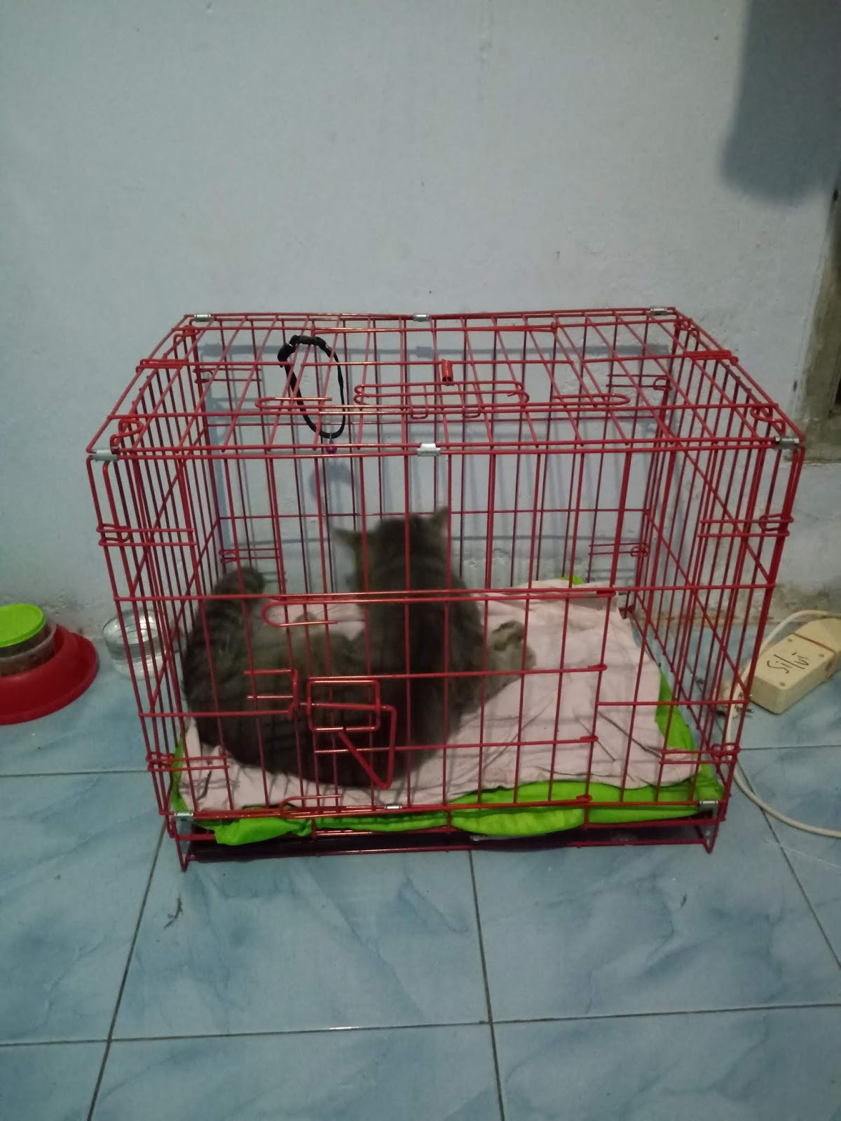 FUS Pada Kucing dan Kematian Pomilo - silviananoerita