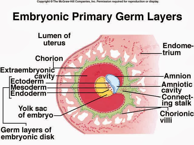 Blake's Honors Biology Blog: December 2013