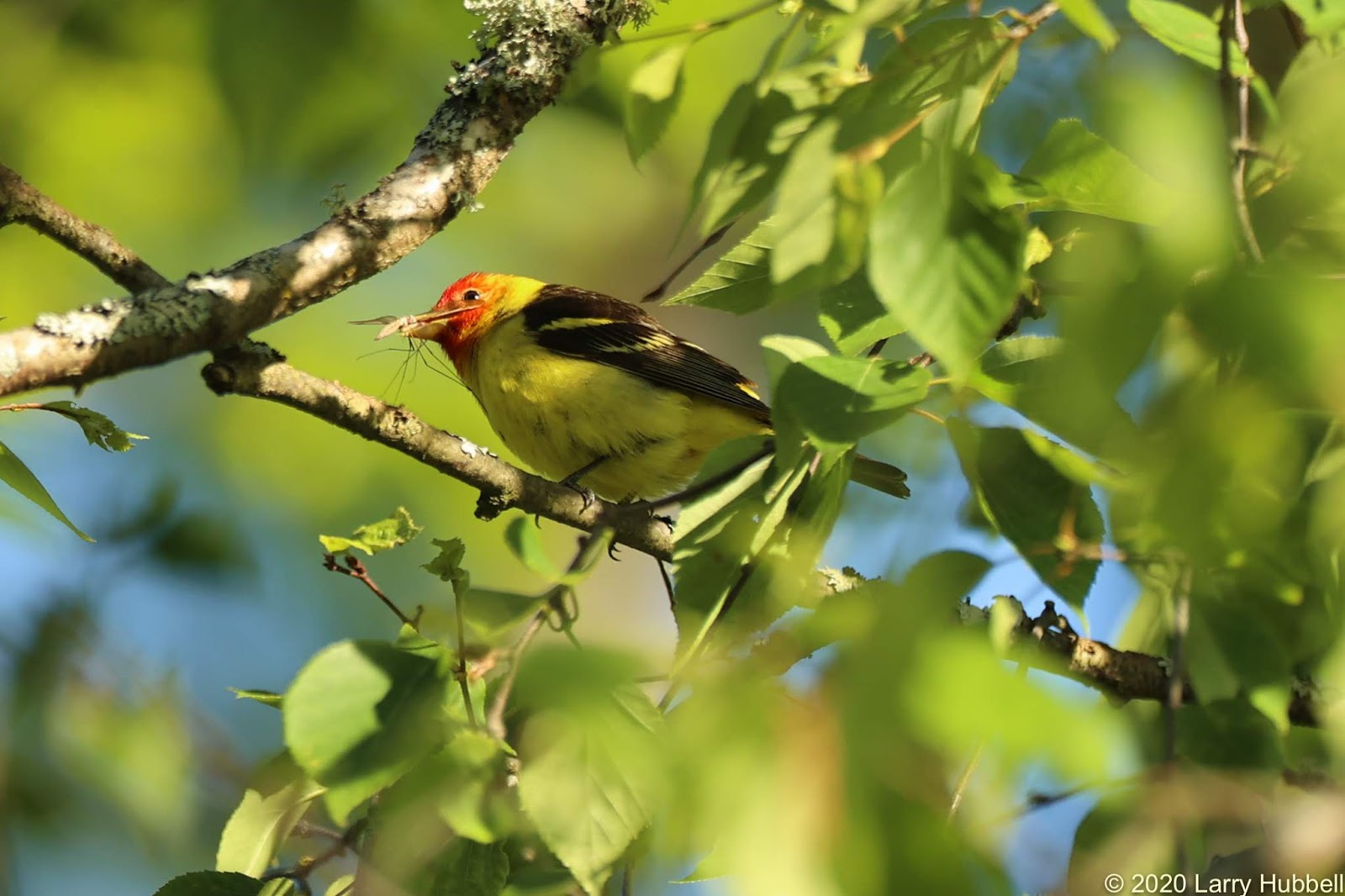 Union Bay Watch : An Exotic Flair