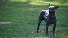 Razas de perros de origen Mexicano