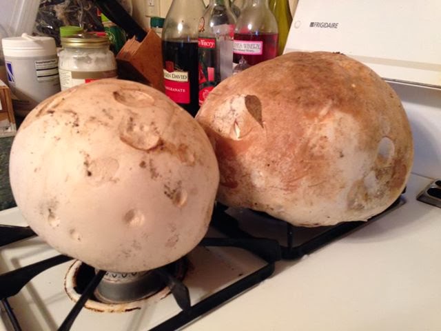 Cavemom's Cooking: Another wild edible find! Puffball mushrooms!