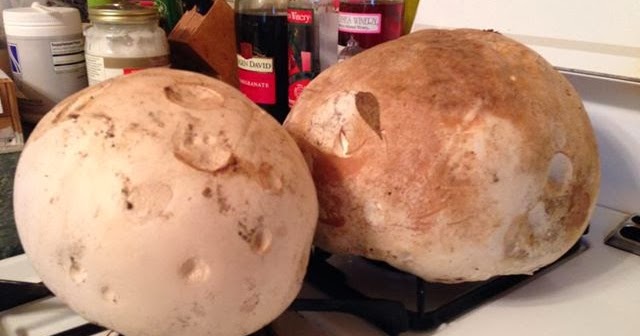 Cavemom's Cooking: Another wild edible find! Puffball mushrooms!