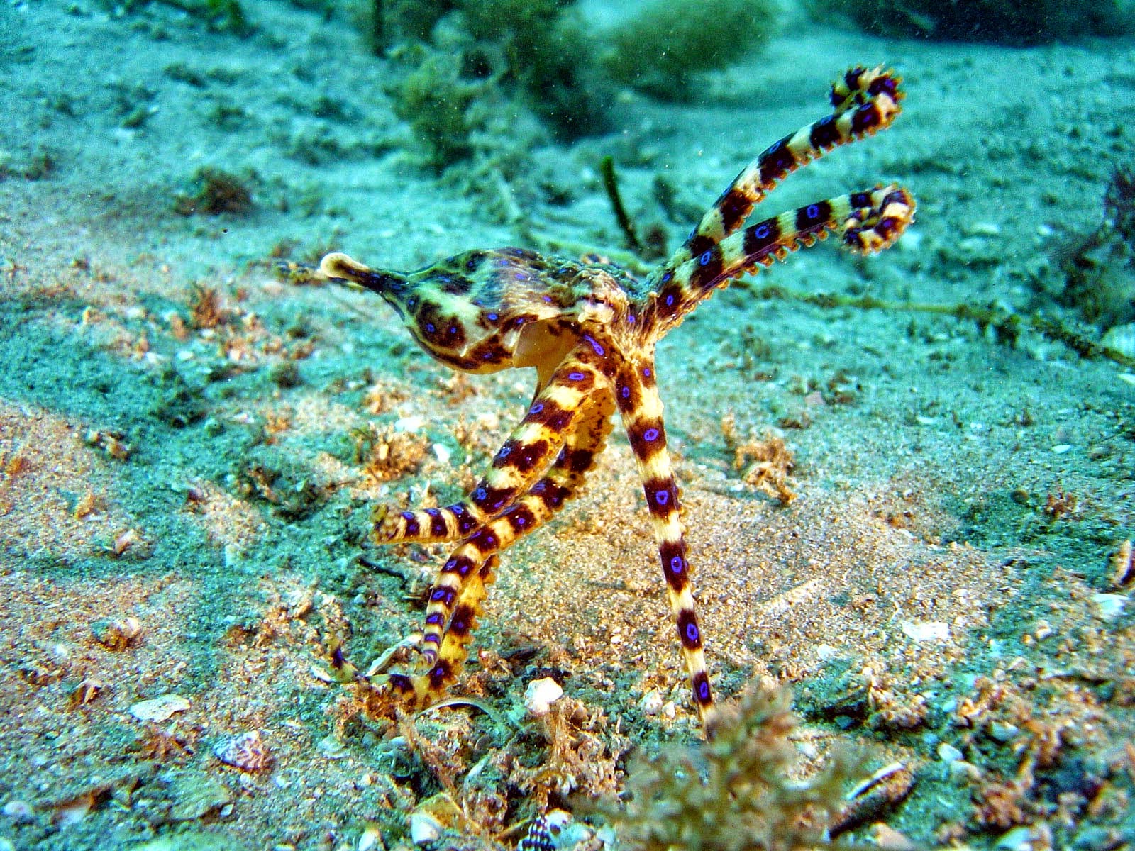 Octopus - HD Wallpapers | Earth Blog