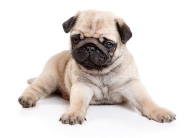 Razas de perros: Pug