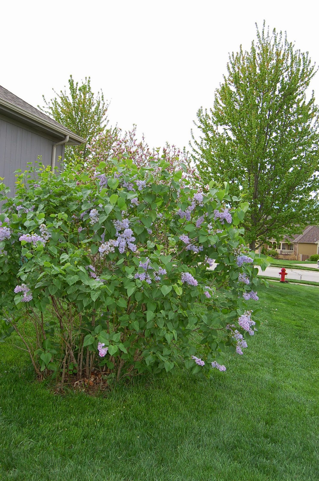 Micky Nuessen: Bleeding hearts and lilac hedge row
