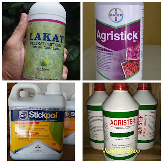 Budidaya Aren : Cara Menanam Aren Di Lahan Gambut