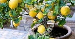 Hang Kebun: POKOK LEMON