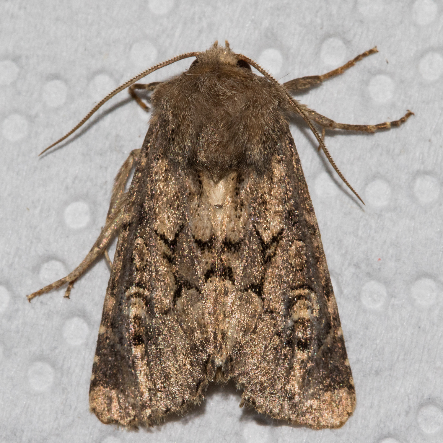 Butterflies, Dragonflies, Moths & other Insects: Flounced Rustic Moth