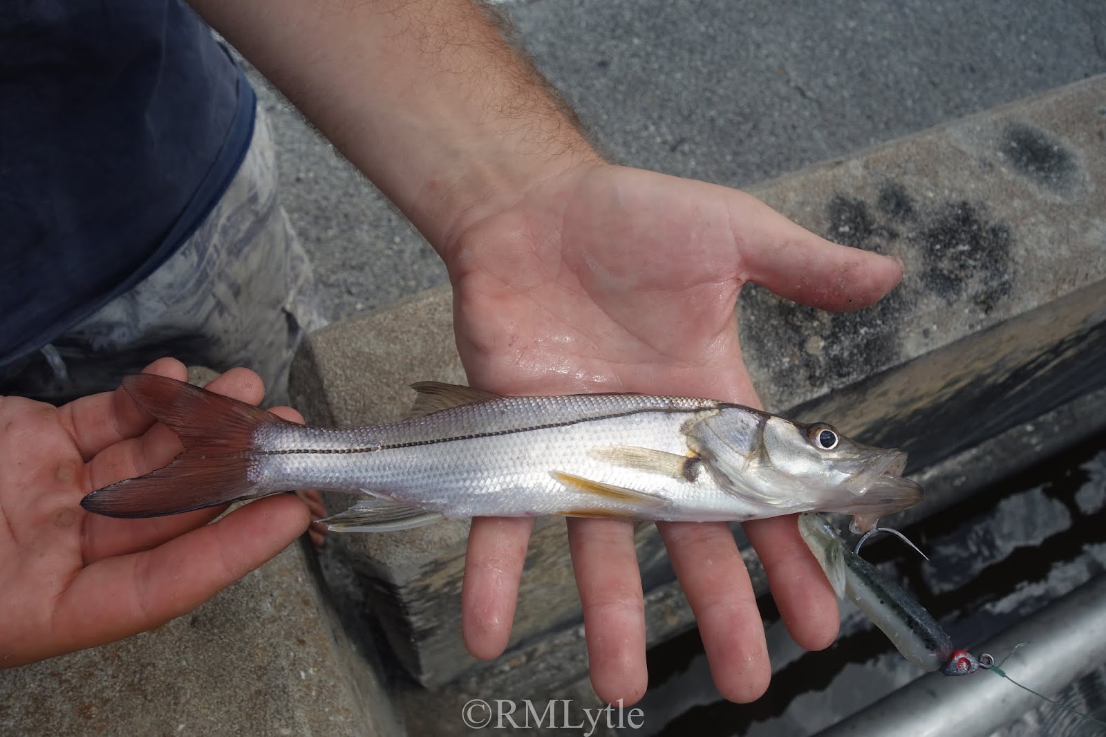 Connecticut Fly Angler: Everglades Backwater Snook