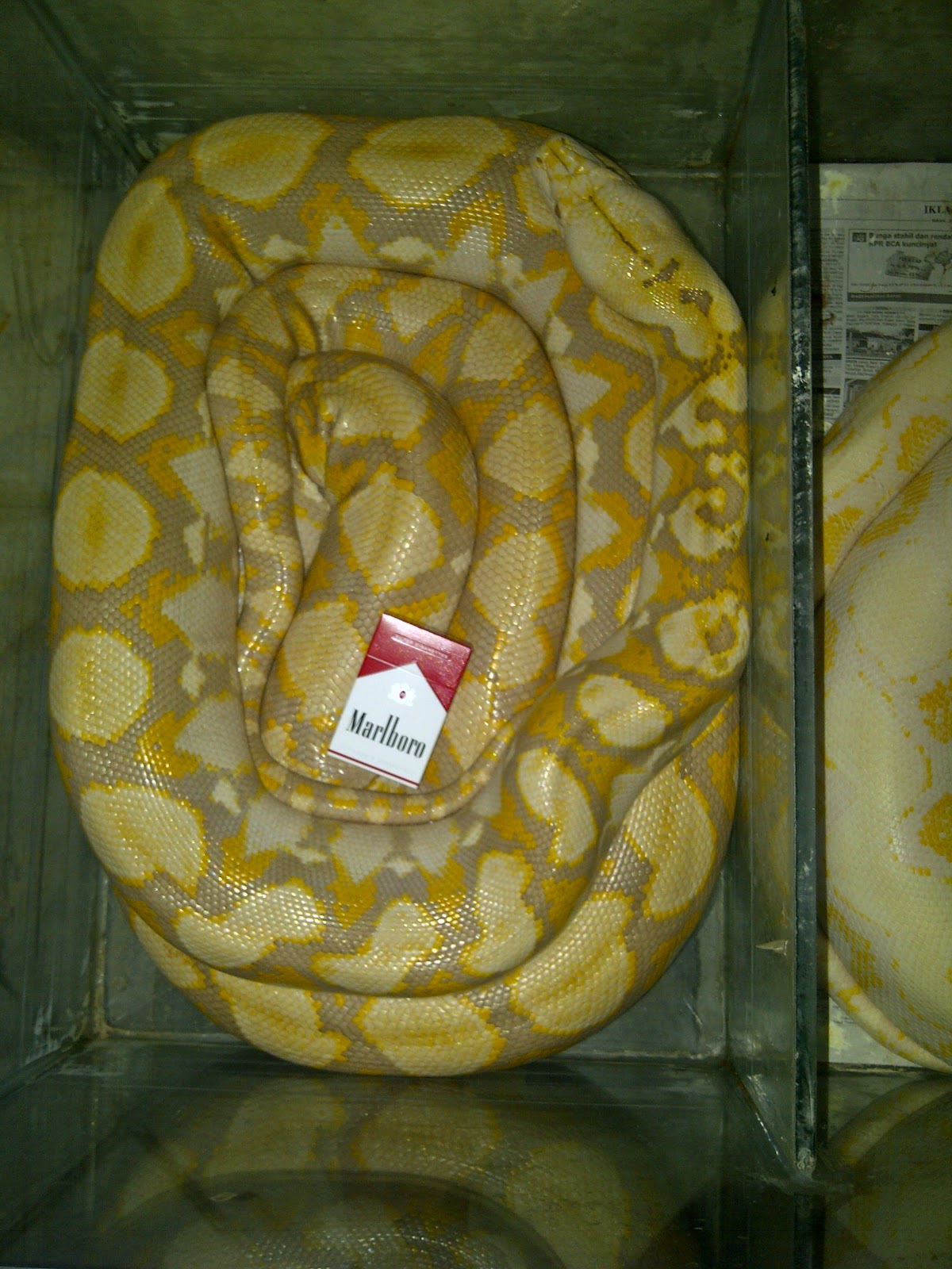 ular: Retic Albino Purple