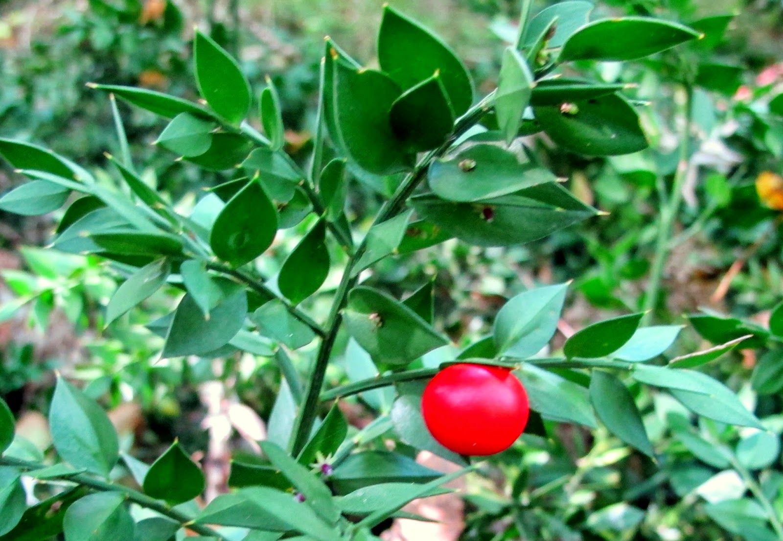 trekking de bernard: Ballade nature en Grésivaudan : salamandres, fragon
