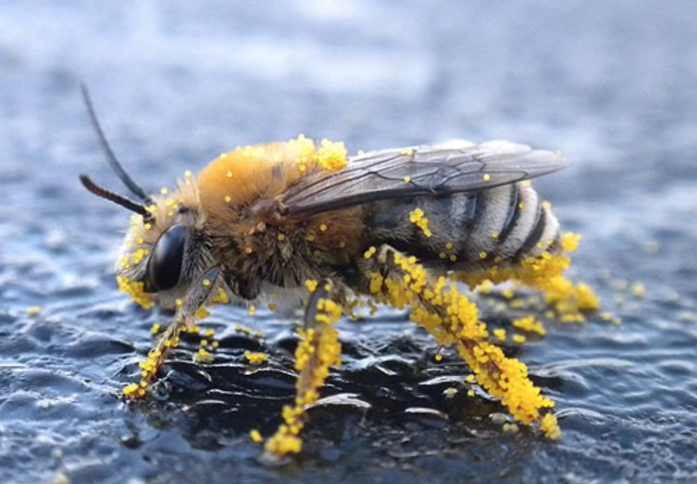 PA Environment Digest Blog: National Pollinator Week Series: Articles ...