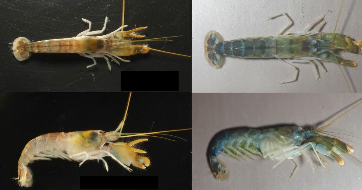 エビカニ・エビカニ: マダラテッポウエビ Alpheus pacificus Dana, 1852