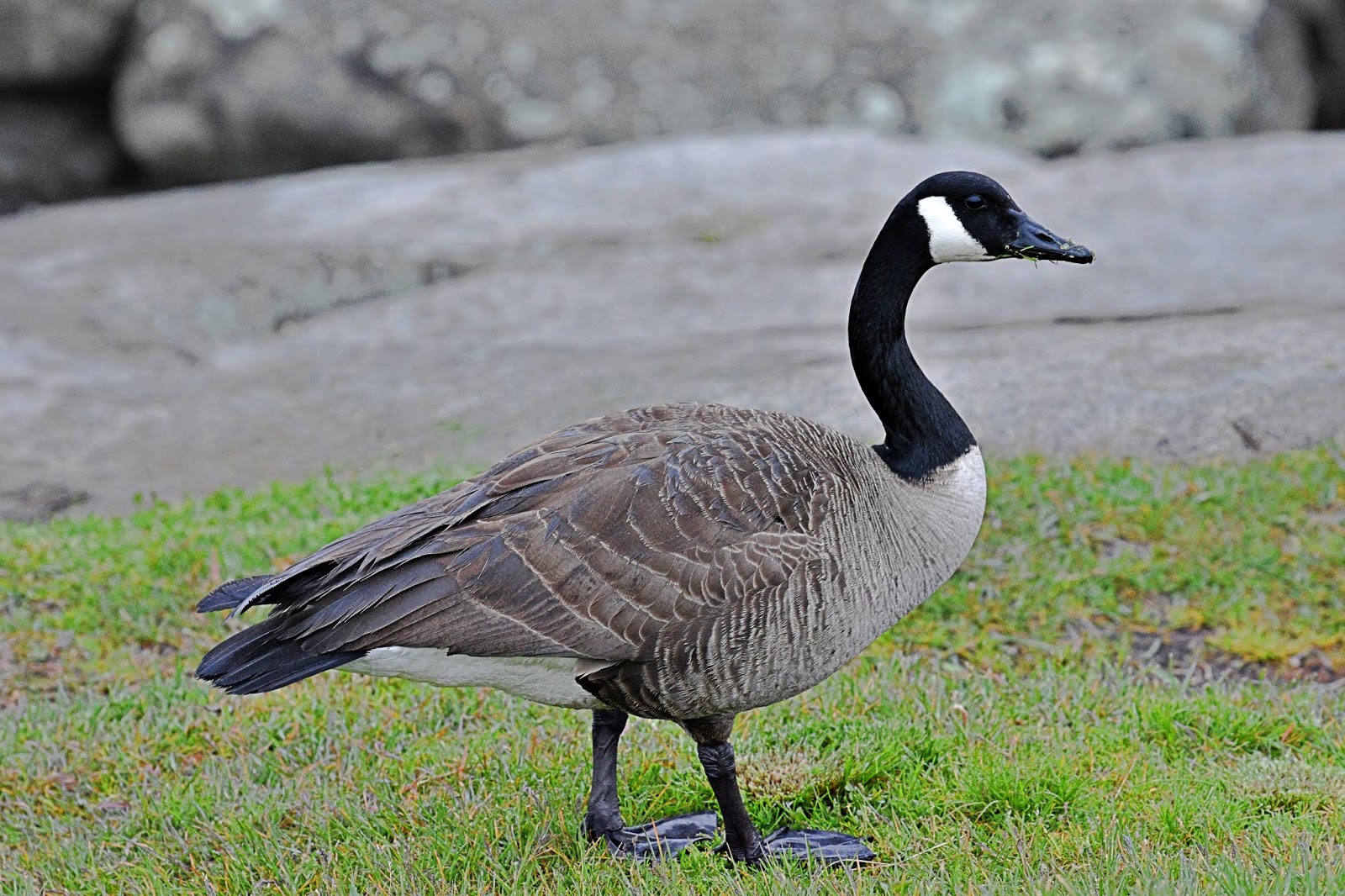 Den'sphotogallery: Canada Geese Portfolio