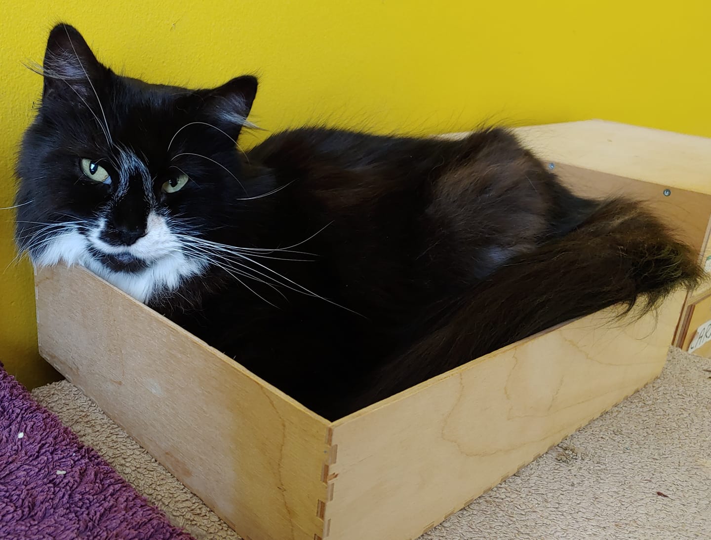 REWinn: Every home office needs a cat organizer