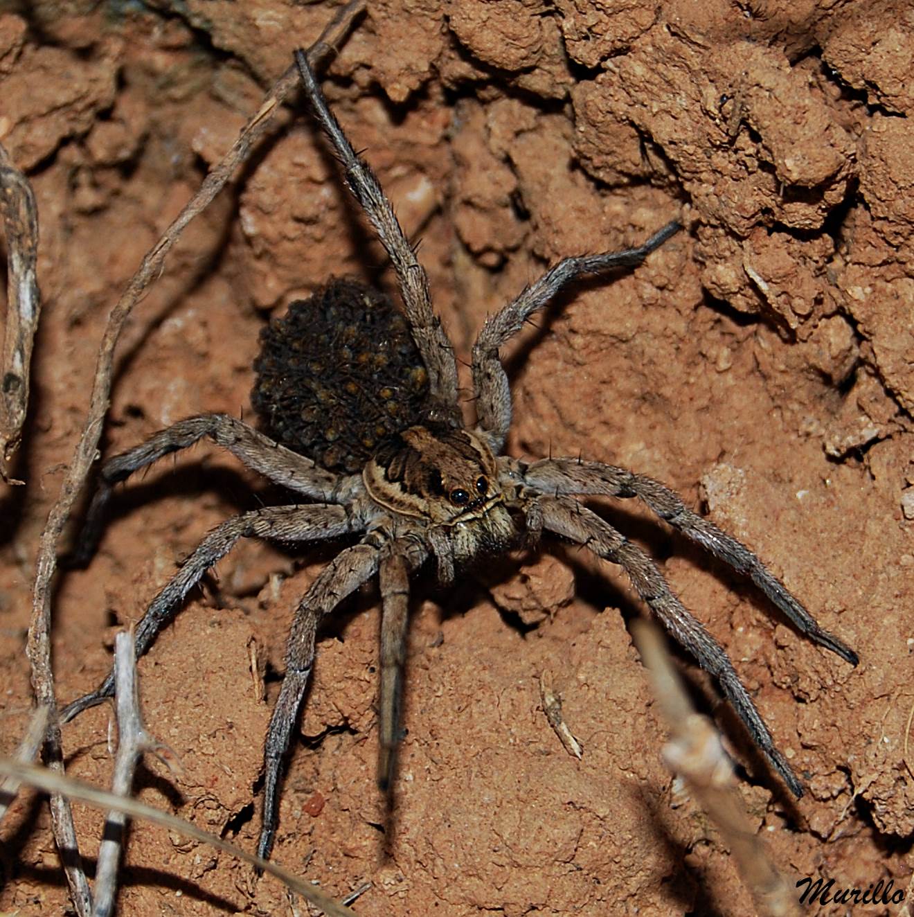 Las excursiones de Murillo "murillonature": La tarántula ibérica ...
