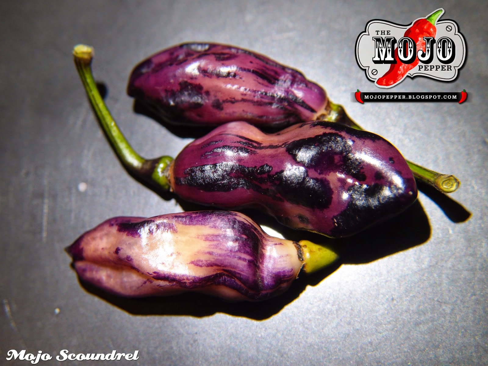 The Mojo Pepper - Just a Chili Pepper grower: Last cool pods... Pink ...