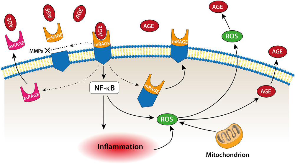 nutrizione996 - nutrizione e ironia: Gli AGEs: alteratori del metabolismo