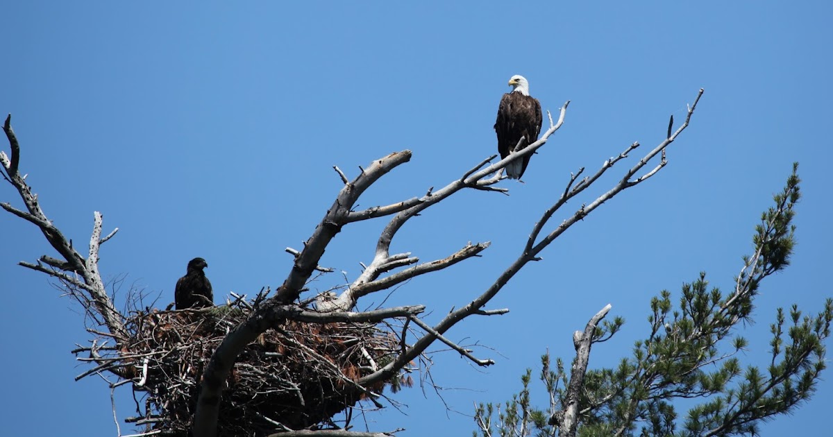 Over-Leven: Het Arendsnest