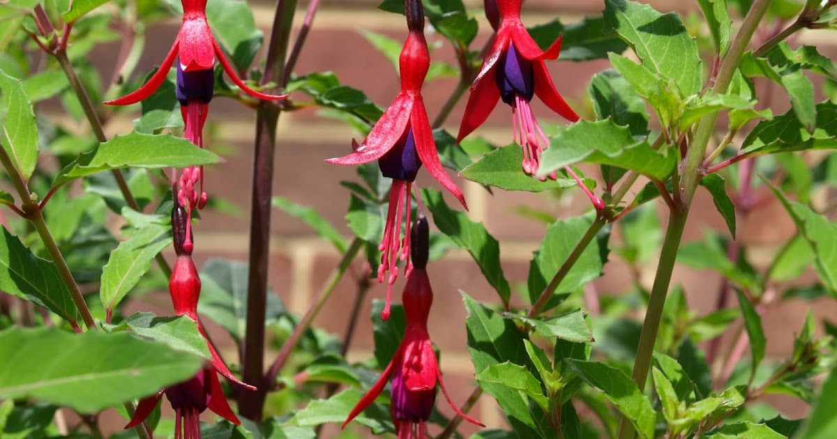 Raw Edible Plants: Fuchsia (Fuchsia species)
