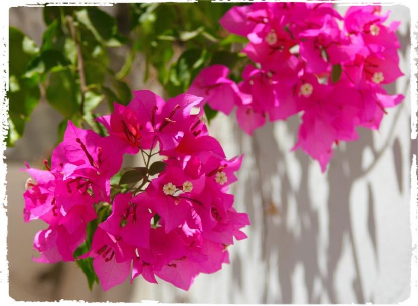 20 Jenis-Jenis Tanaman Hias Batang Lengkap Gambarnya - TUKANG TAMAN ...