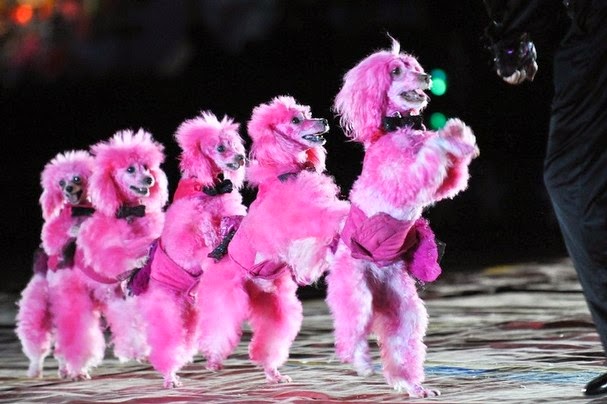 ..Circus Anonymous..: ..Dog Acts..