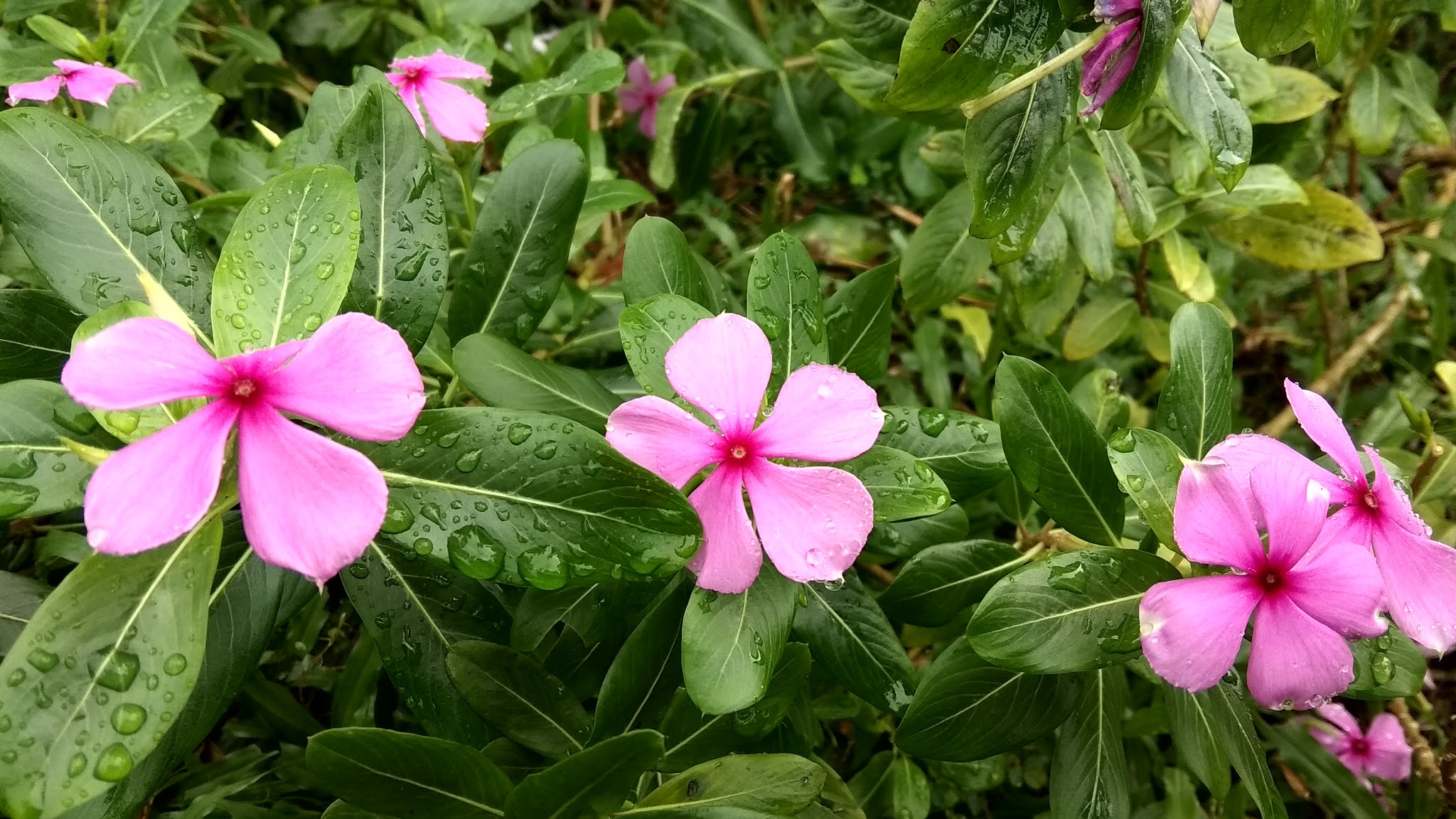 Mengenal Bunga Tapak Bintang (Catharanthus Roseus)