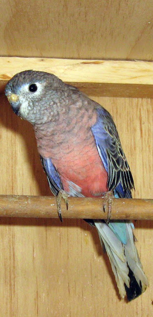 CRIADEROVEJAR: Neophema Bourkii