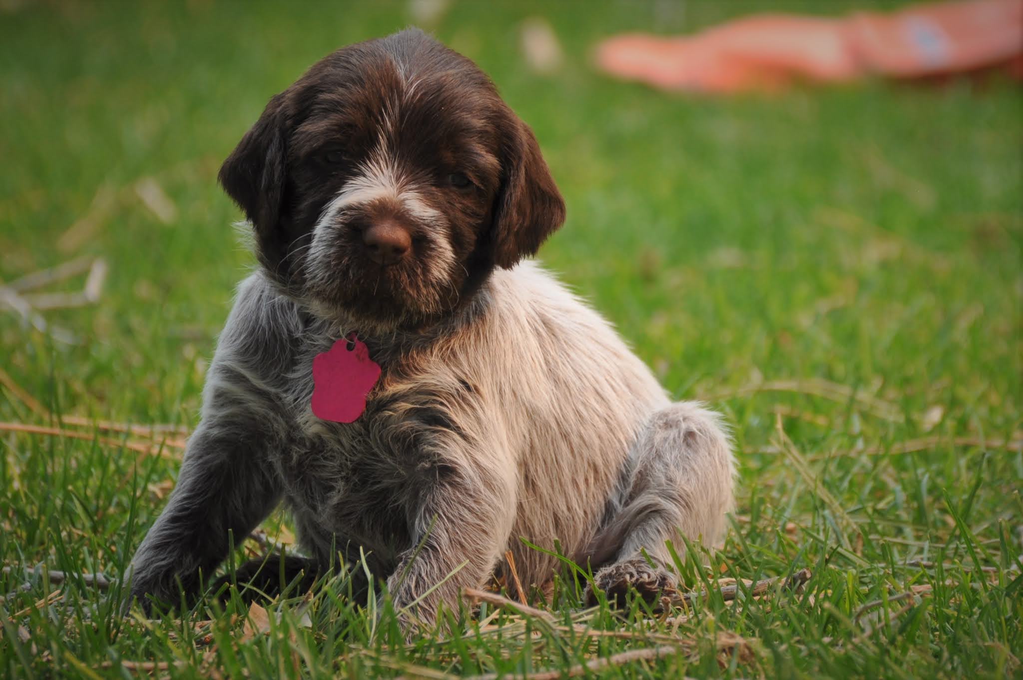 Idaho Outback Wirehaired Pointing Griffon Puppies!