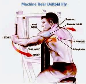 Machine Rear Deltoid Fly ~ Tips For Gym
