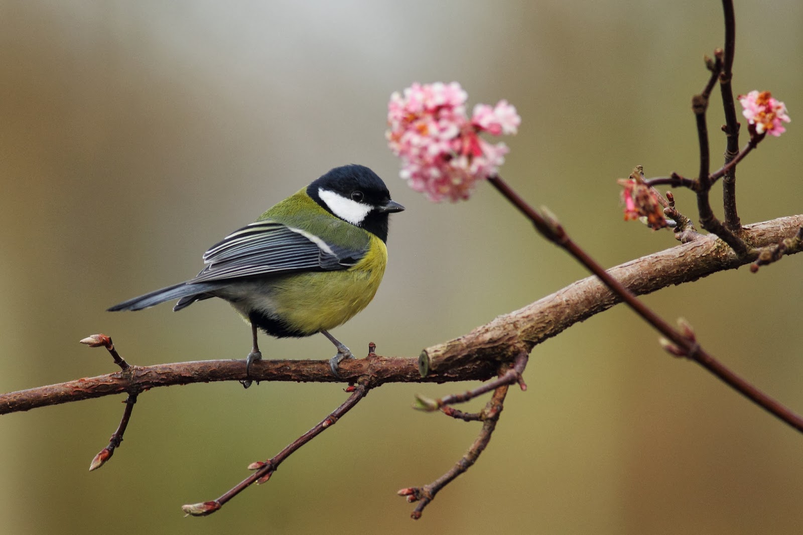 Natuurfotodagboek van Gerard Roest: Mezen fotograferen